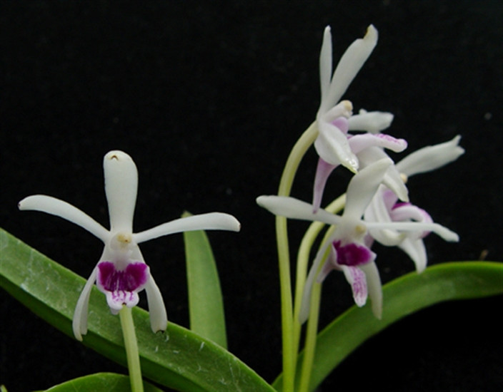 Vandofinetia Virgil (Neof falcata x Vanda cristata) - OrchidWeb