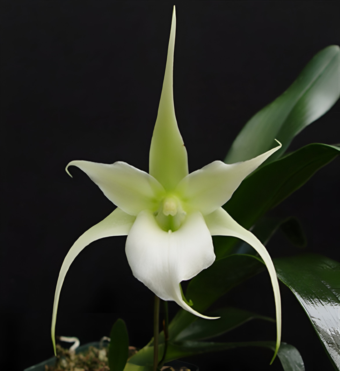 Angranthes Grandalena (Aeranthes grandiflora x Angraecum magdalenae ...