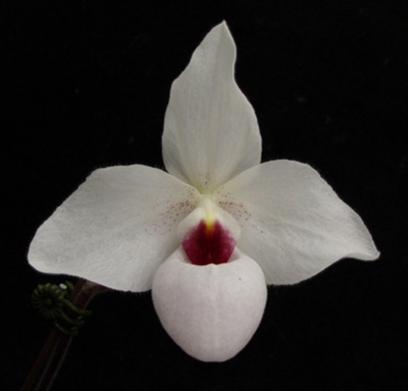 Paph. Snow Angel (Helen Congleton 'Angel Face' x Norito Hasegawa 'Green ...
