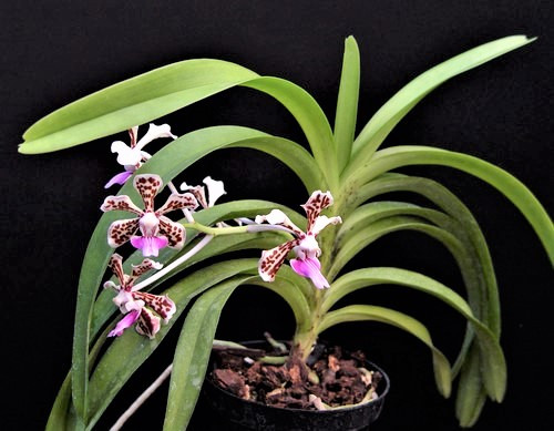 Vanda tricolor var. suavis (‘Supersized’ x select clone) - OrchidWeb