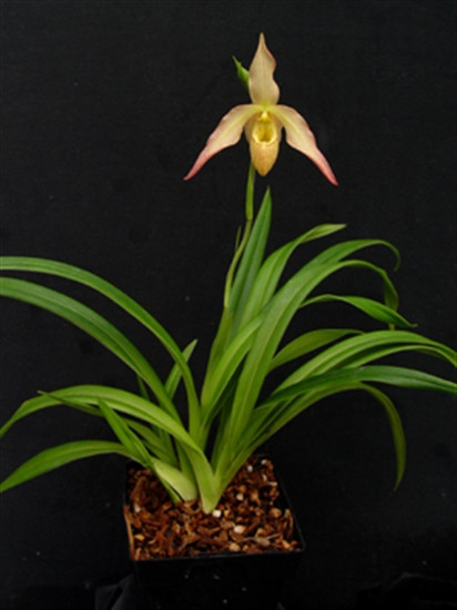 Phrag. Olaf Gruss flavum (besseae flavum x pearcei) - OrchidWeb