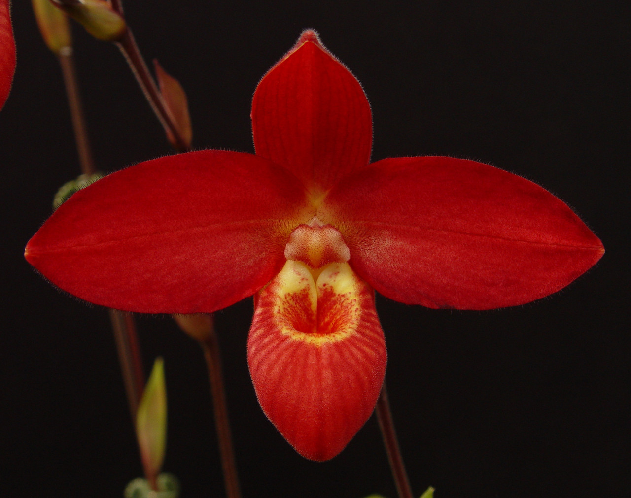 Phrag. Jason Fischer (besseae x Mem. Dick Clements) - OrchidWeb
