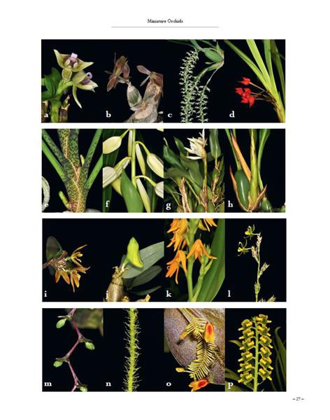 A Compendium of Miniature Orchid Species Vol. 1 - BOOK - OrchidWeb