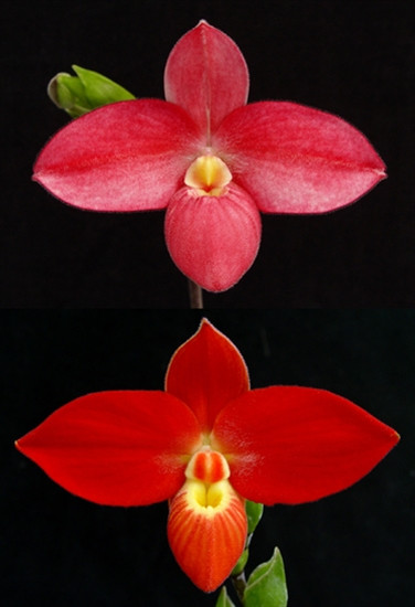 Phrag. Waunakee Sunset 3N (Barbara LeAnn 'Hot Hot Hot x besseae 'Rob's ...