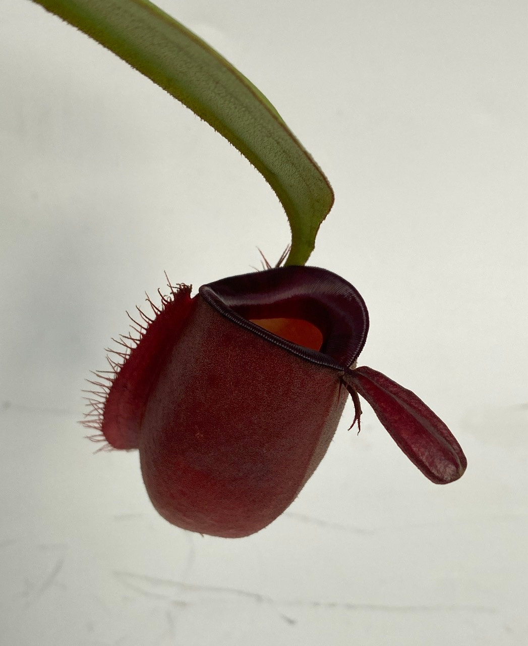 Nepenthes ampullaria - Brunei Red Form - OrchidWeb