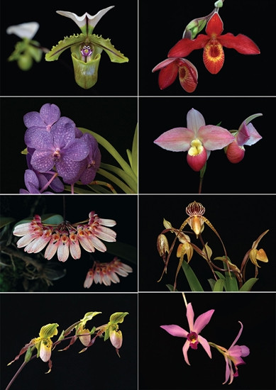 Orchid Greeting Cards - OrchidWeb