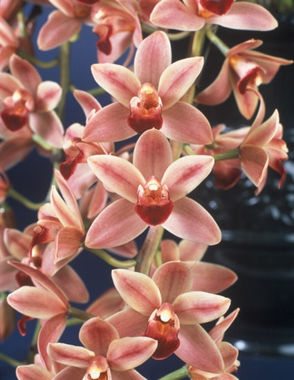Cymbidium Devon Shell 'New Horizon' - OrchidWeb