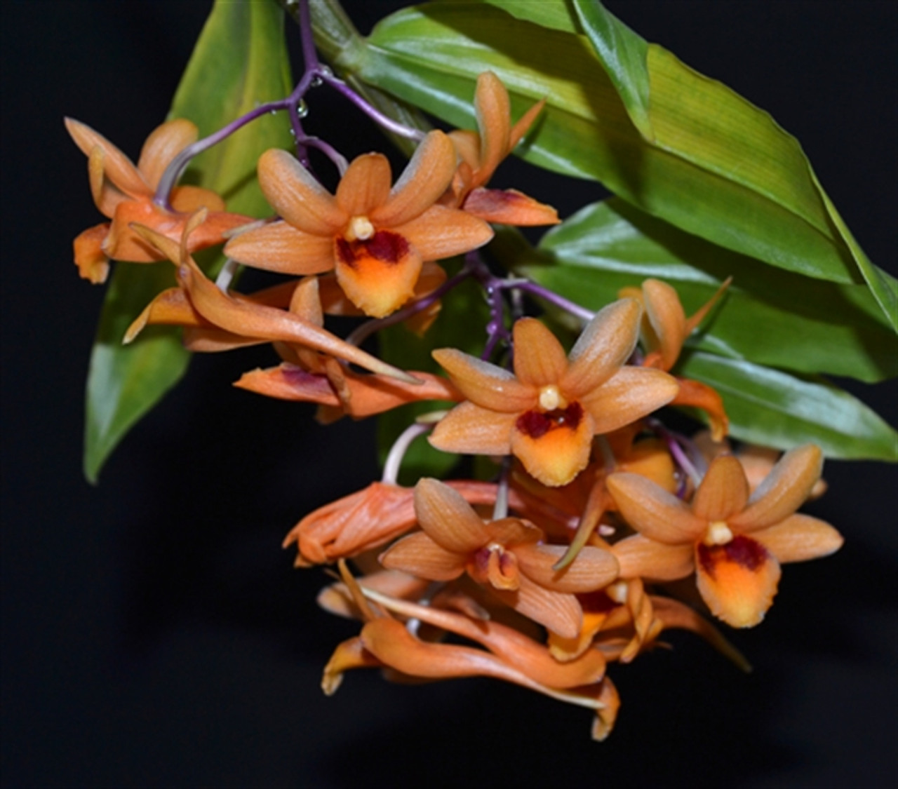 Dendrobium Crocatum Orchidweb