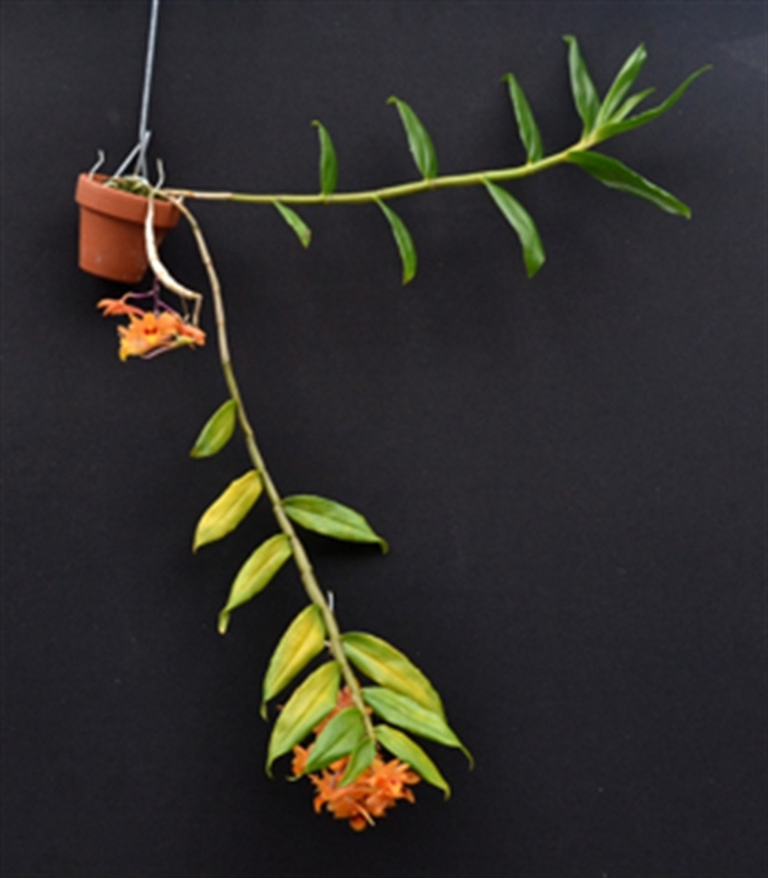 Dendrobium Crocatum Orchidweb