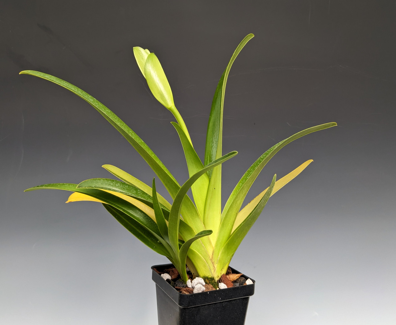 Phrag. Earth Song (Stairway to Heaven x wallisii 'White Ghost') - OrchidWeb