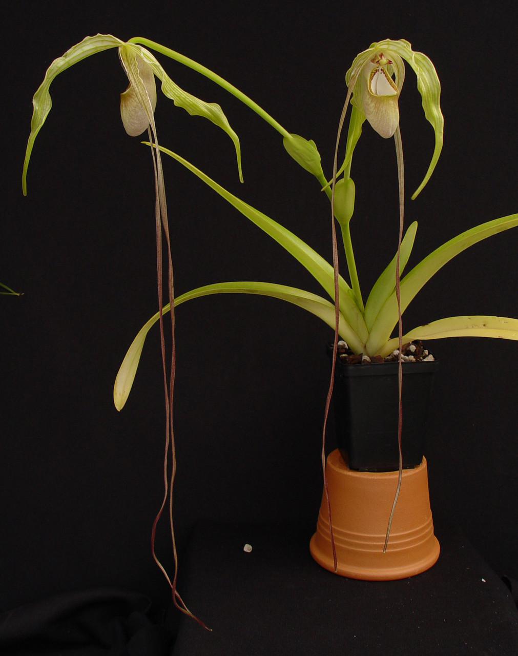Phrag. Earth Song (Stairway to Heaven x wallisii 'White Ghost') - OrchidWeb