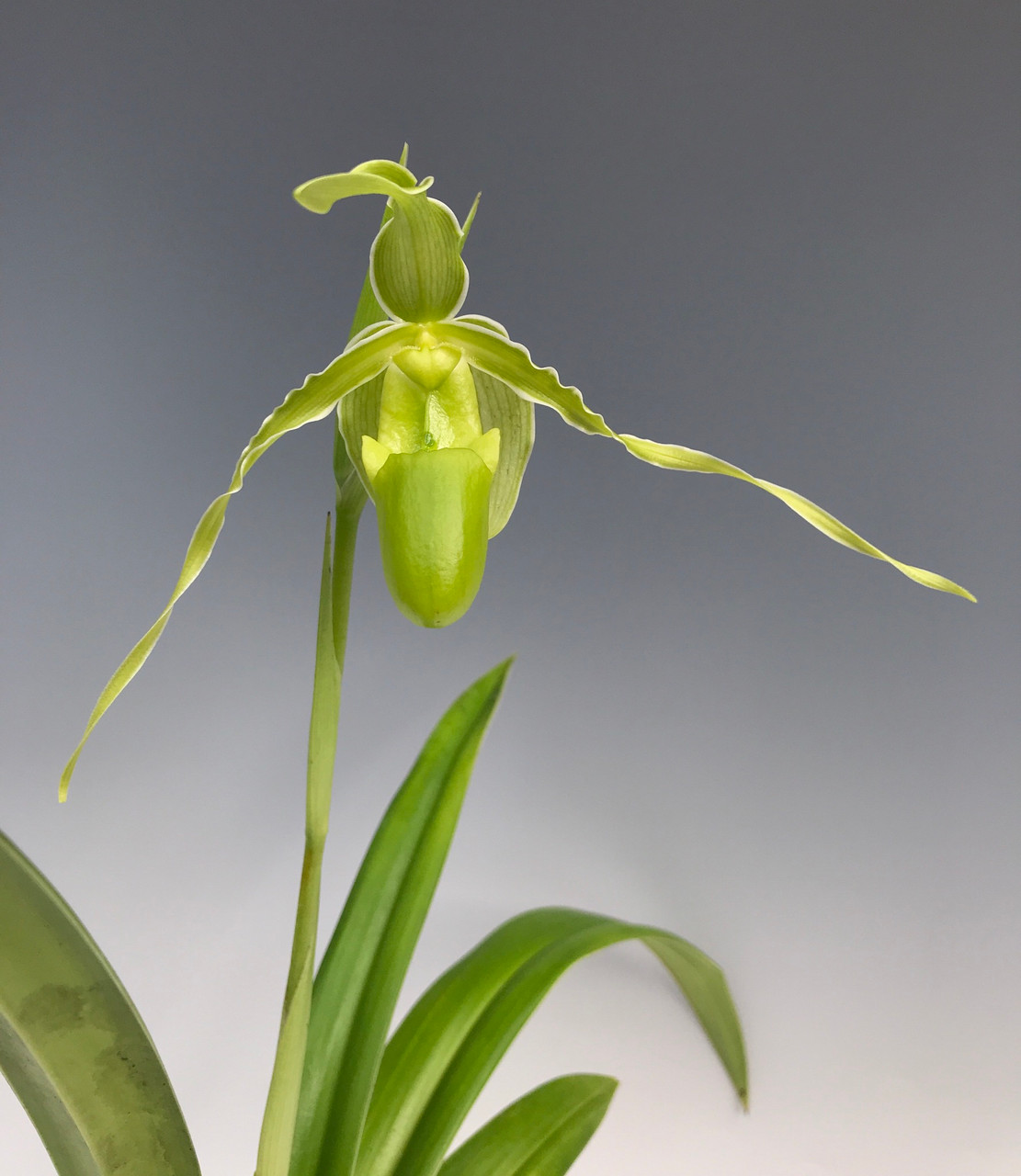 Phrag. longifolium fma. viride - OrchidWeb