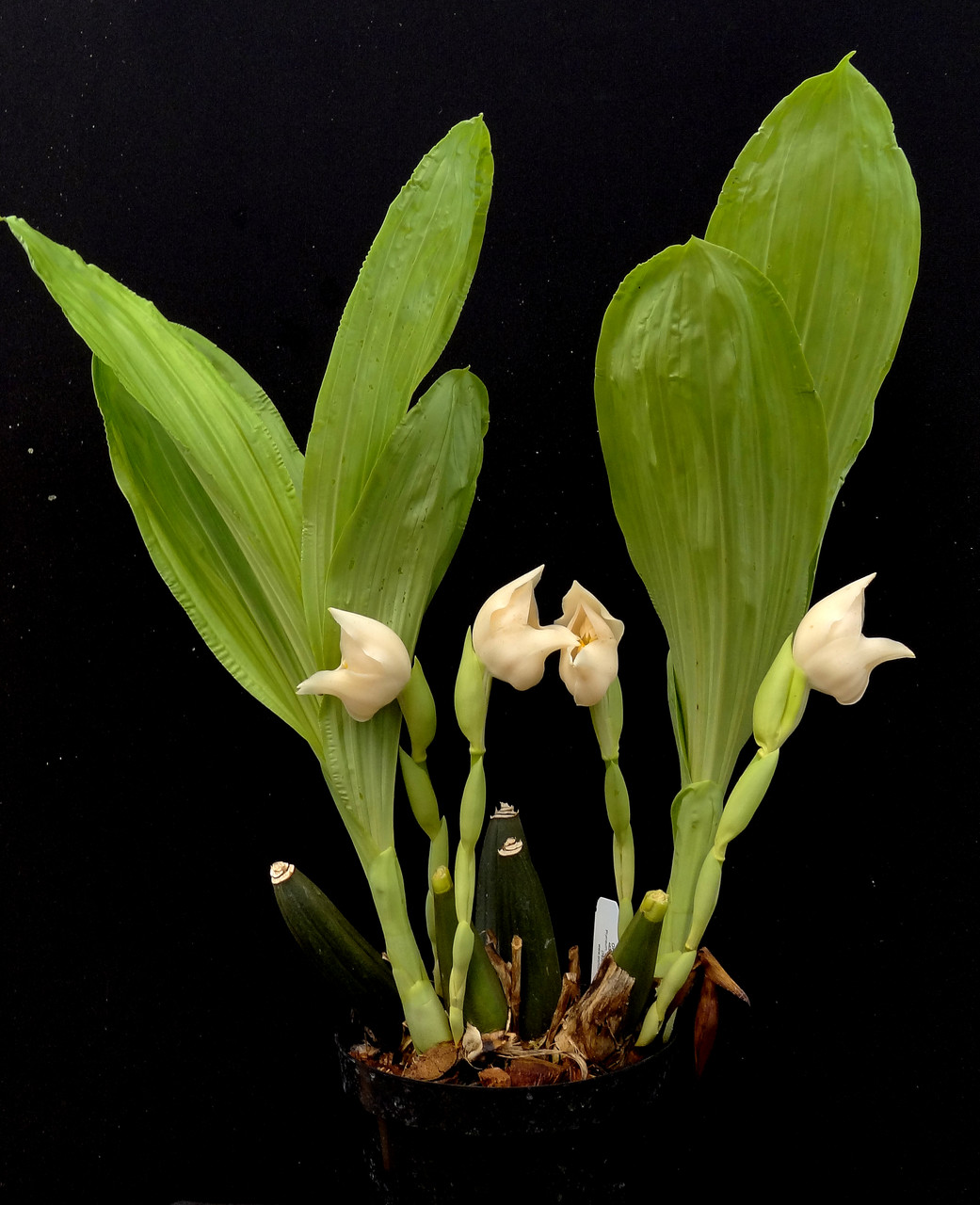 Anguloa tognettiae - OrchidWeb