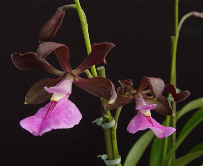 Encyclia cordigera (Tipo) - OrchidWeb