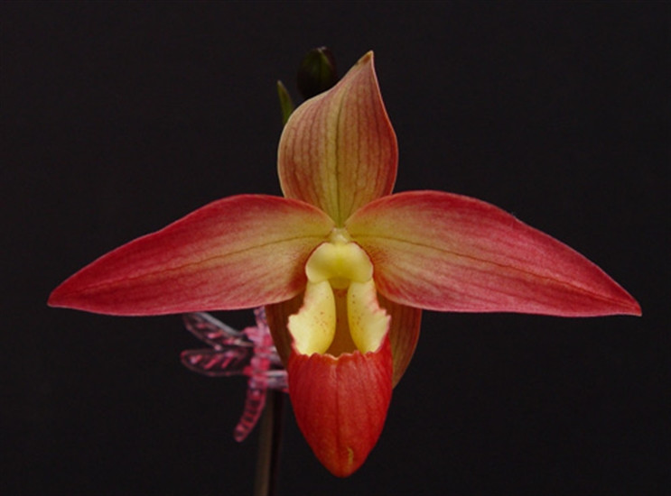 Phrag. Eric Young 'Fernbrook Sun' - Division (besseae x longifolium ...