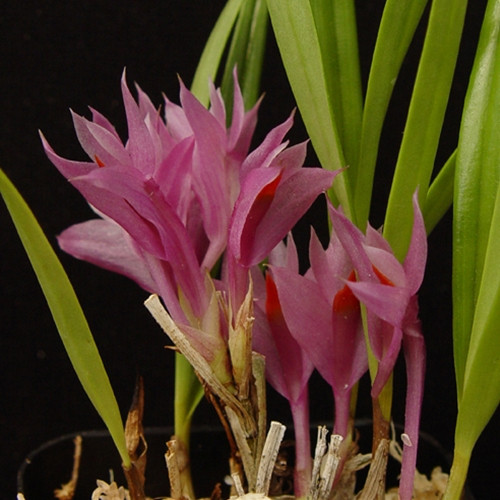 Dendrobium violaceum - OrchidWeb