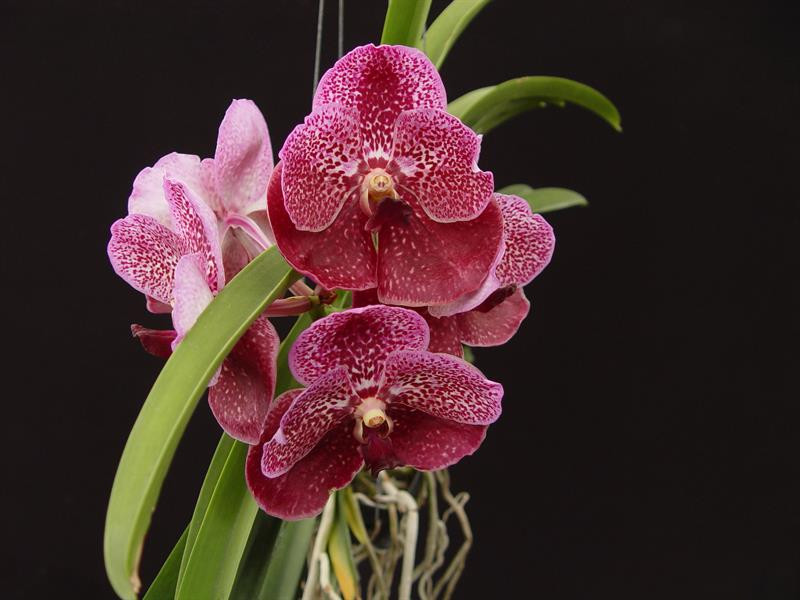 Vanda Robert's Delight 'Red Berry' - OrchidWeb