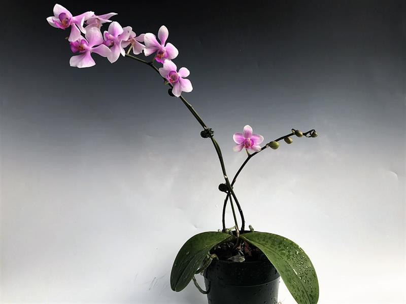 Phal. Yoko (aphrodite 4N x wilsonii) - OrchidWeb