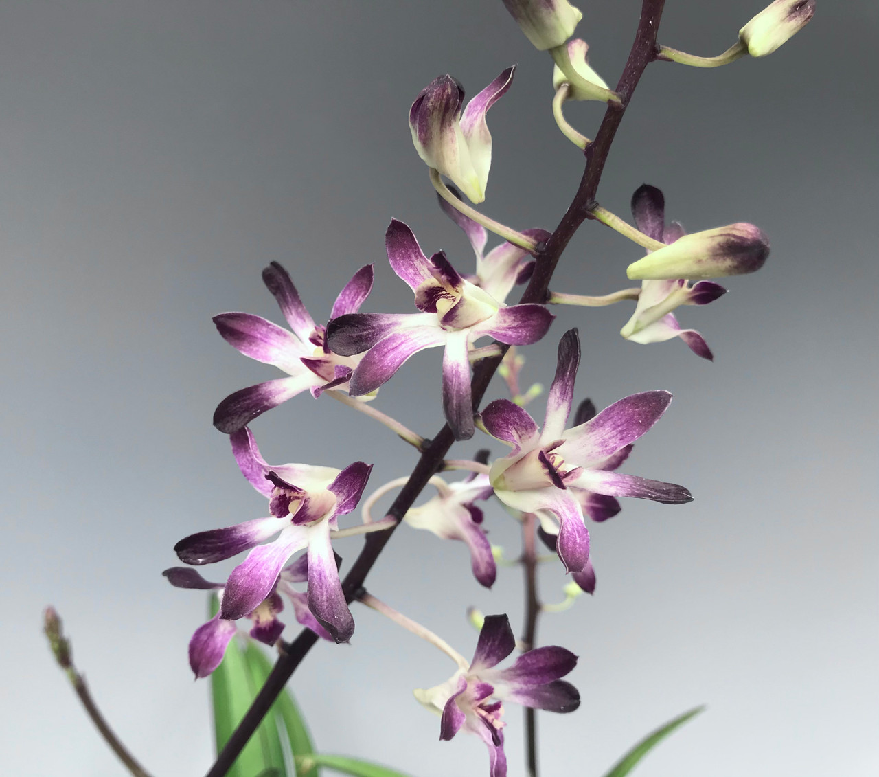 Dendrobium Blue Twinkle (Betty Goto x canaliculatum) - OrchidWeb