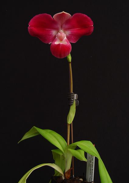 Phrag. Apollo ( Fritz Schomburg 'Pink Princess' x kovachii 'Purple Cow ...