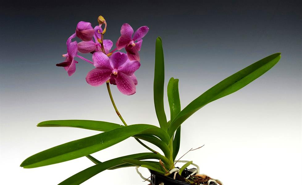 Vanda Rothschildiana (pink form) (coerulea var. delicata x sanderiana ...