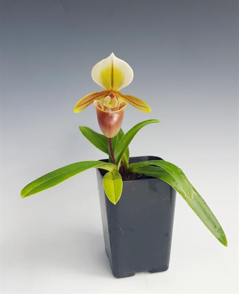 Paph. Hengduan Sweetheart (spicerianum x helenae) - OrchidWeb