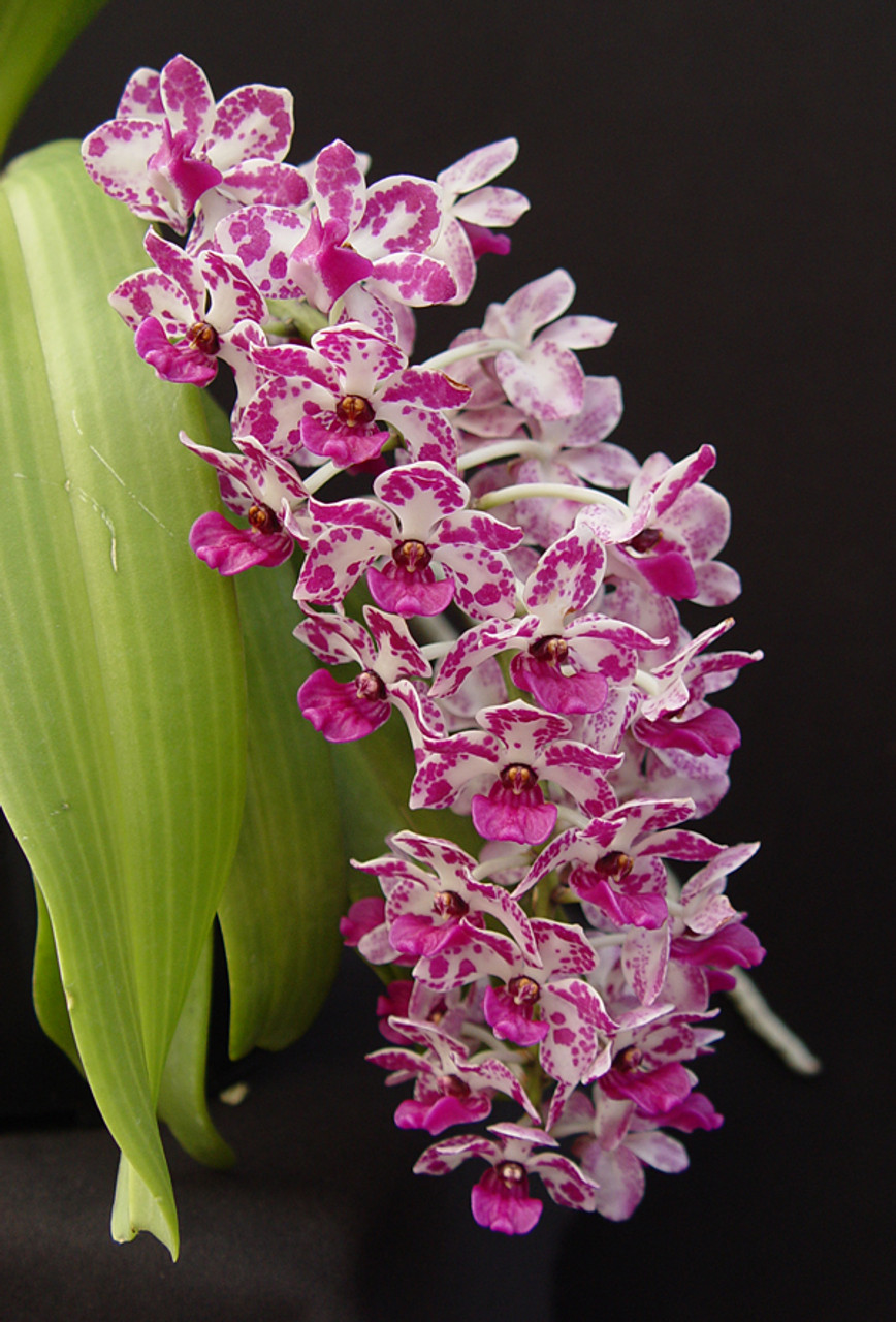 Rhynchostylis Gigantea Orchidweb