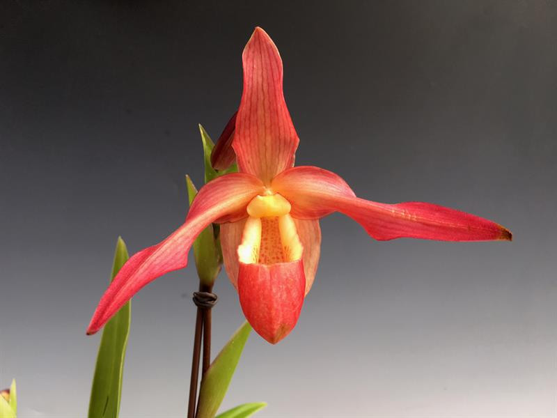 Phrag. Glowing Embers (Jason Fischer 'Velvet Fire' x longifolium v ...