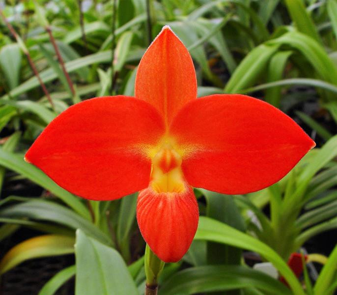 Phrag. Robert Jan Quene (3N) (Fritz Schomburg 'Peach Parfait' x besseae ...