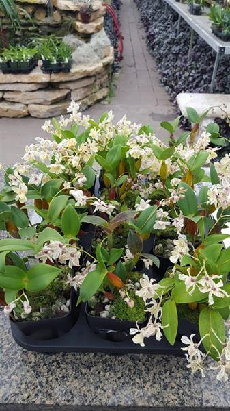 Dendrobium Nano Chip (Micro Chip x aberrans) - OrchidWeb