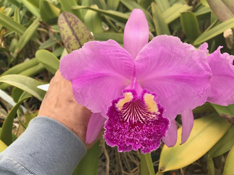 Cattleya lueddemanniana 'Purple Majesty' - OrchidWeb