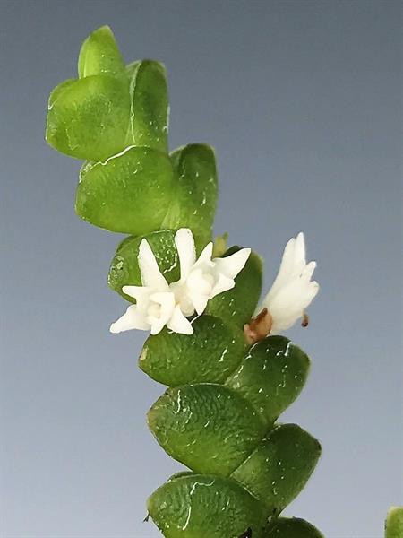 Microsaccus griffithii - OrchidWeb