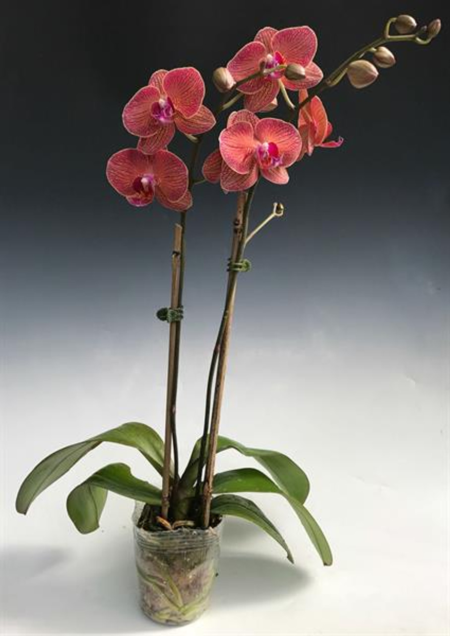 Phal Galah Cockatoo Orchidweb