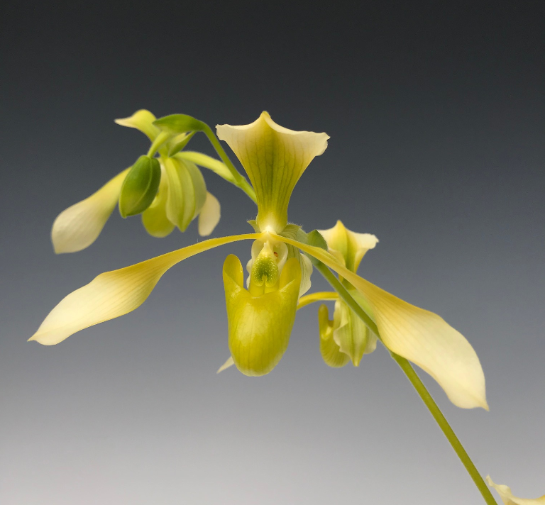 Paph. Toni Semple (flavum) (lowii flavum x haynaldianum album) - OrchidWeb