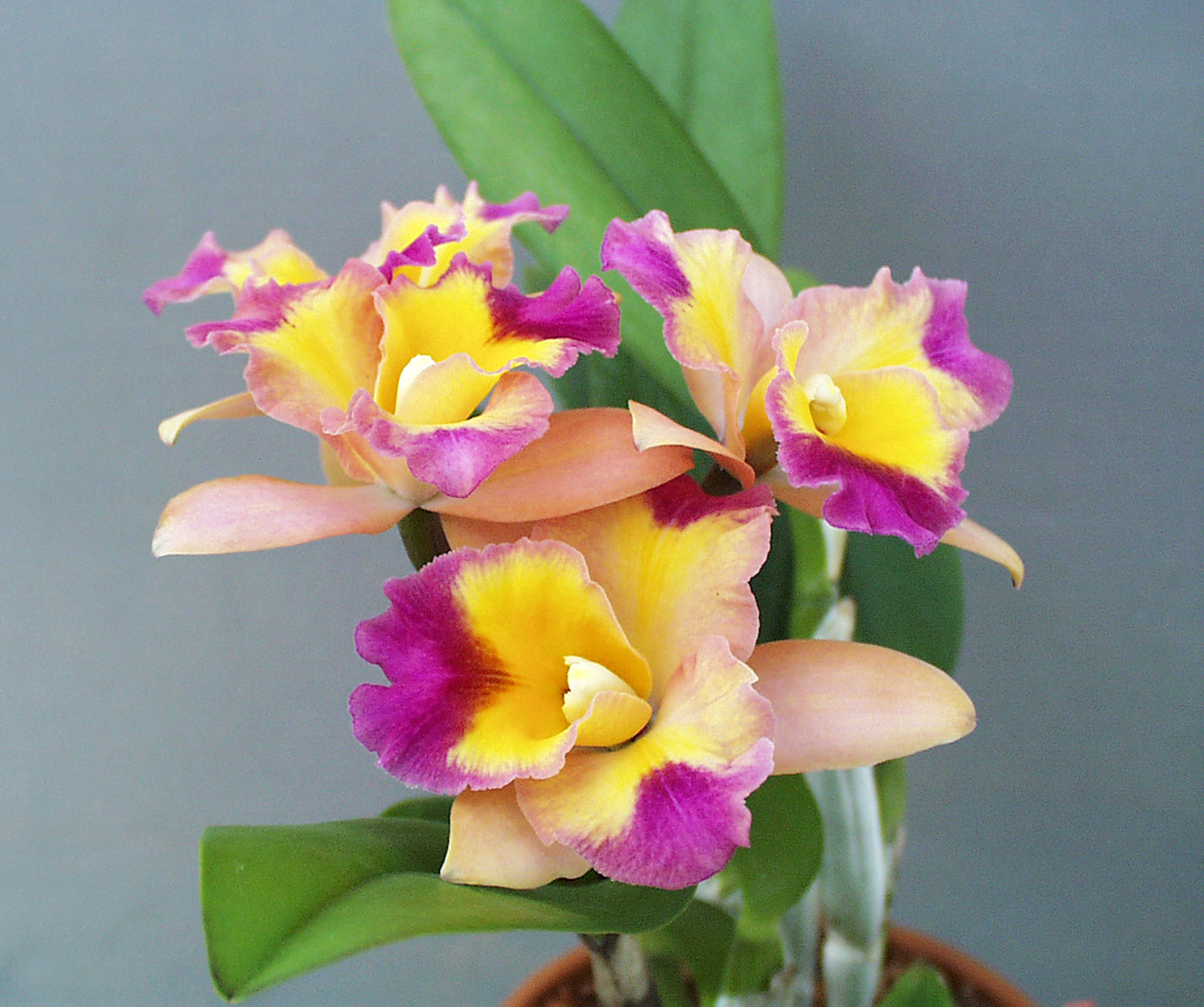 Blc. Momilani Rainbow 'The Gypsy' AM/AOS x Blc. Evening Symphony ...