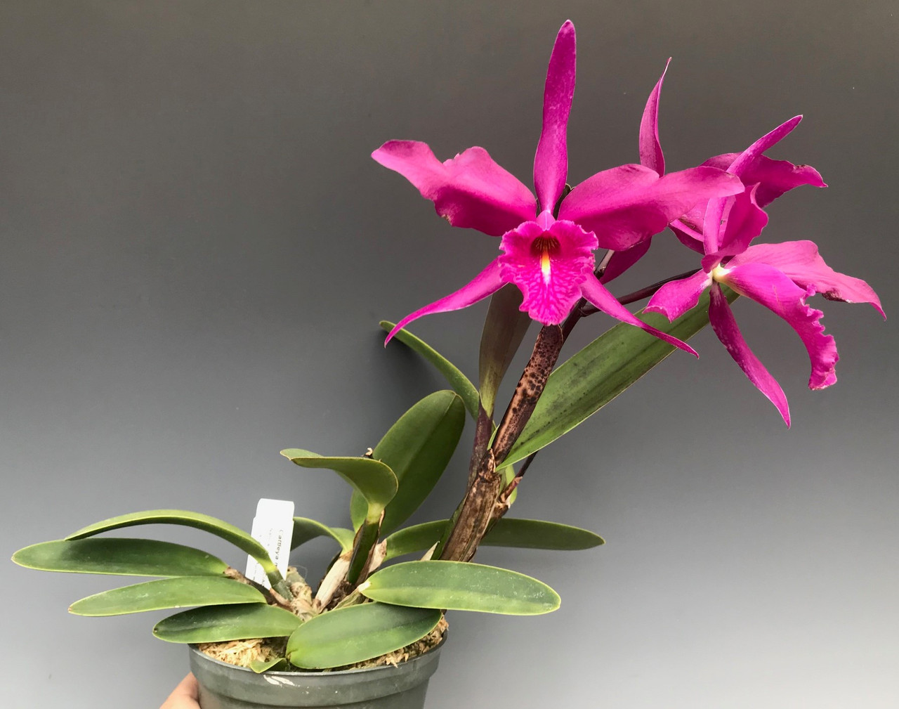 Cattleya maxima 'Natural World' JC/AOS x self - OrchidWeb