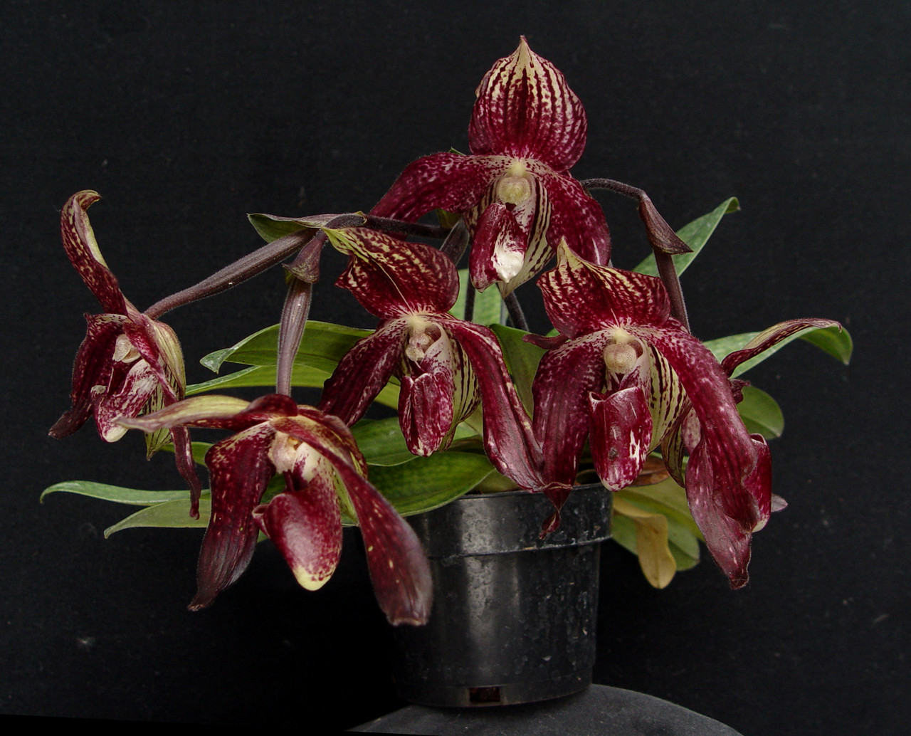 Paph Death Star 4 X Adductum Var Anitum Hsiao Orchidweb