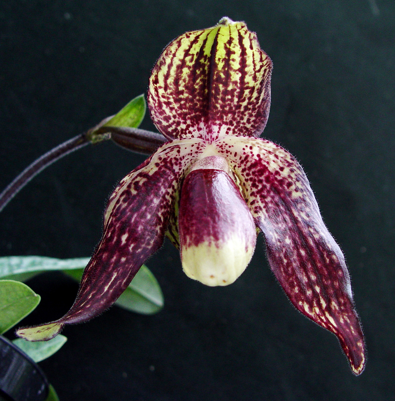 Paph Death Star 4 X Adductum Var Anitum Hsiao Orchidweb