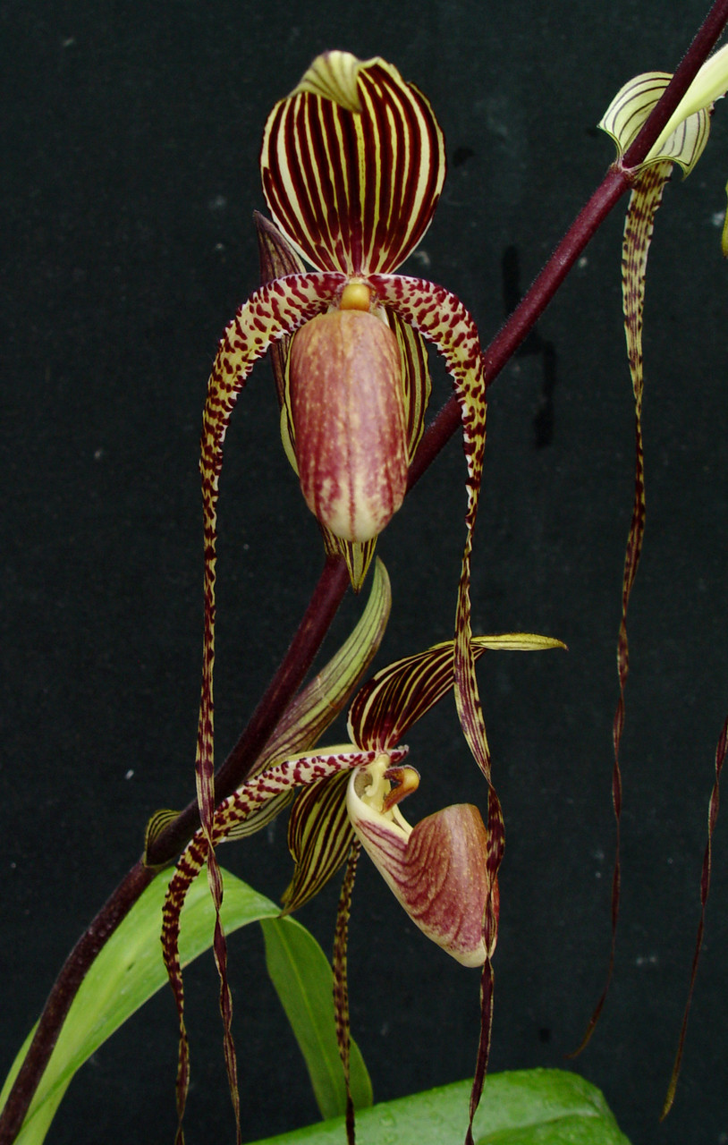 Paph Prince Edward Of York Long Legs X Johannna Burkhardt