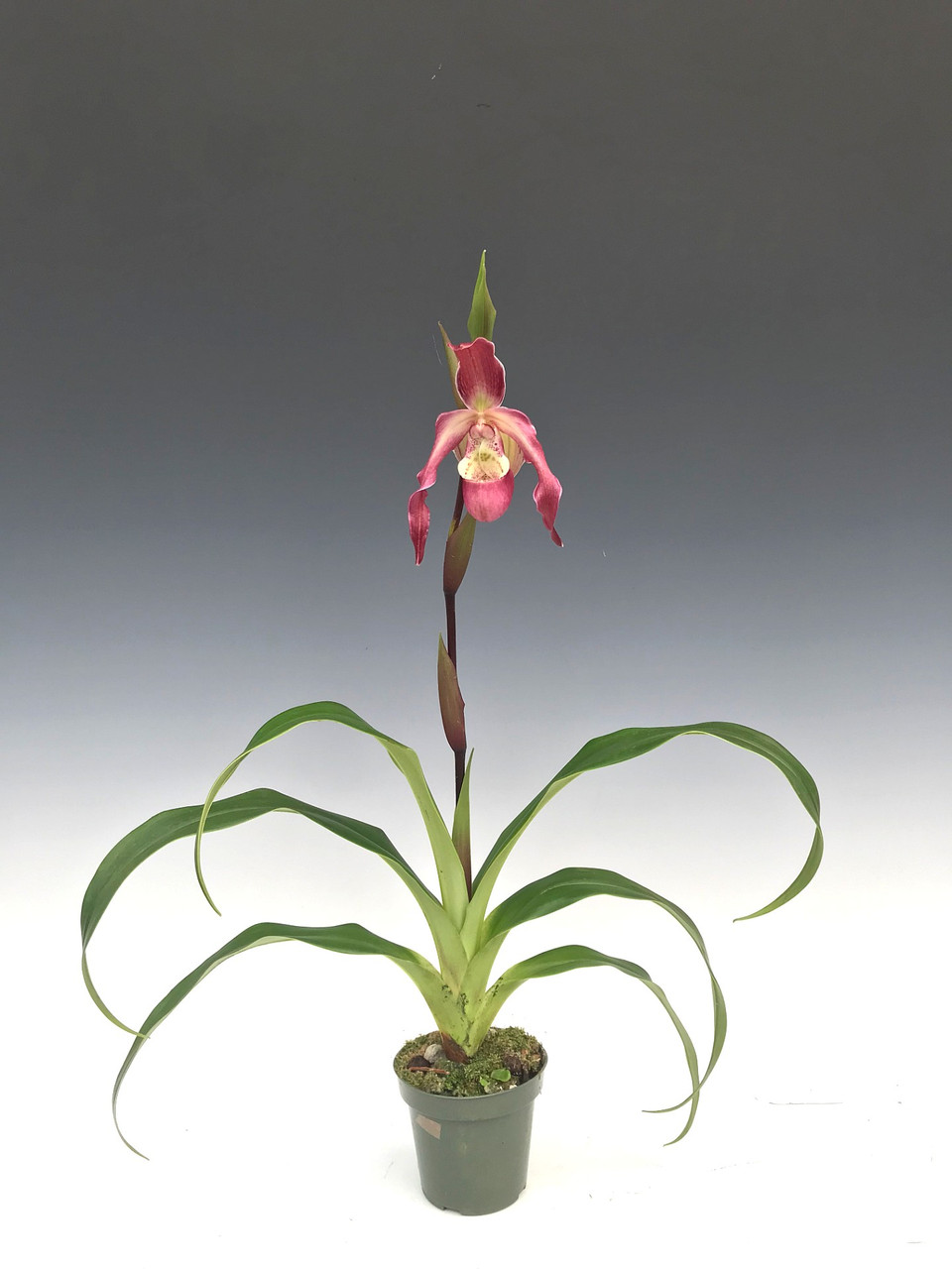 Phrag. QF Lein'ala (Conchiferum 'Kay' x Incan Treasure) - OrchidWeb