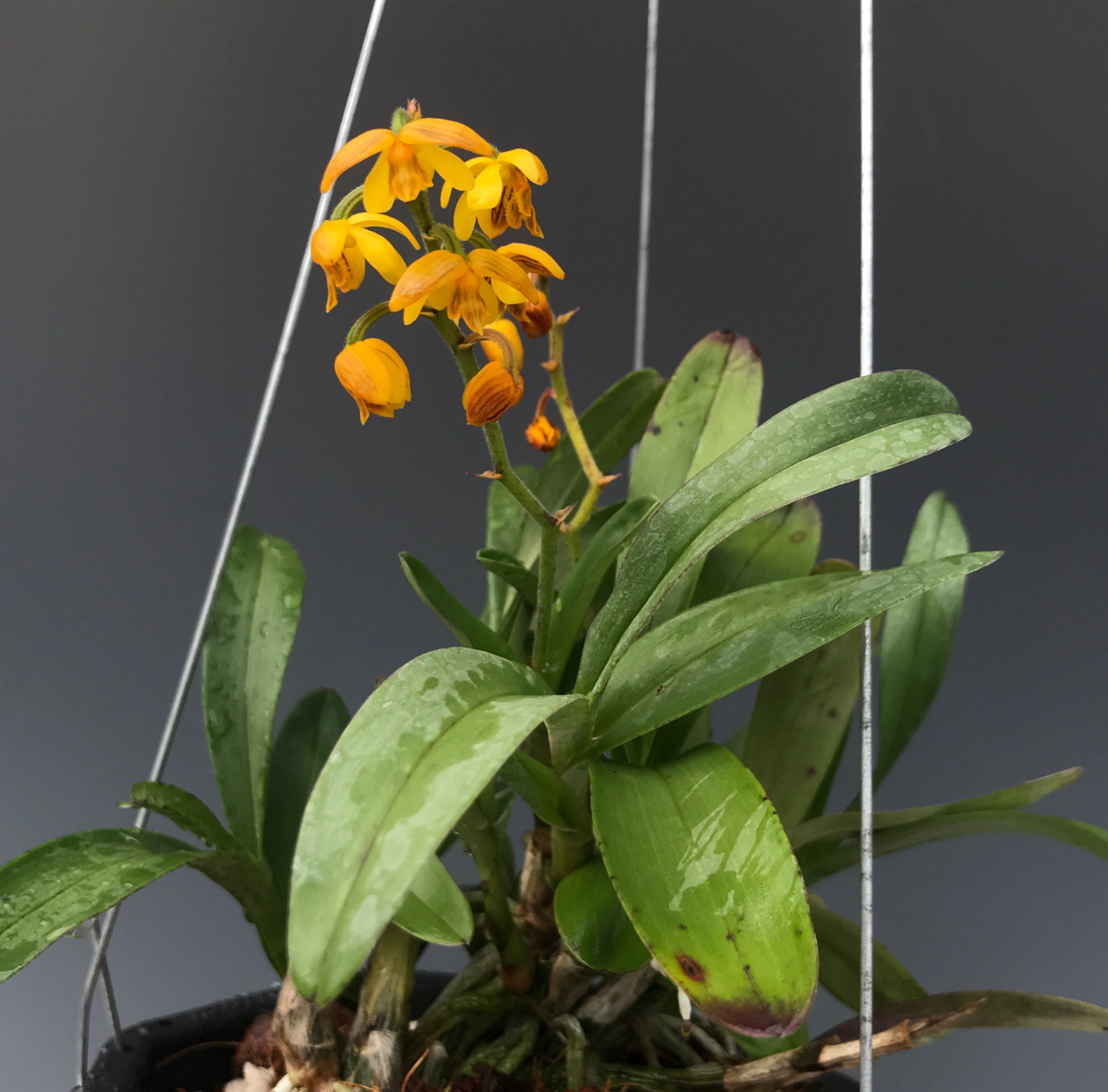 Polystachya pubescens - OrchidWeb
