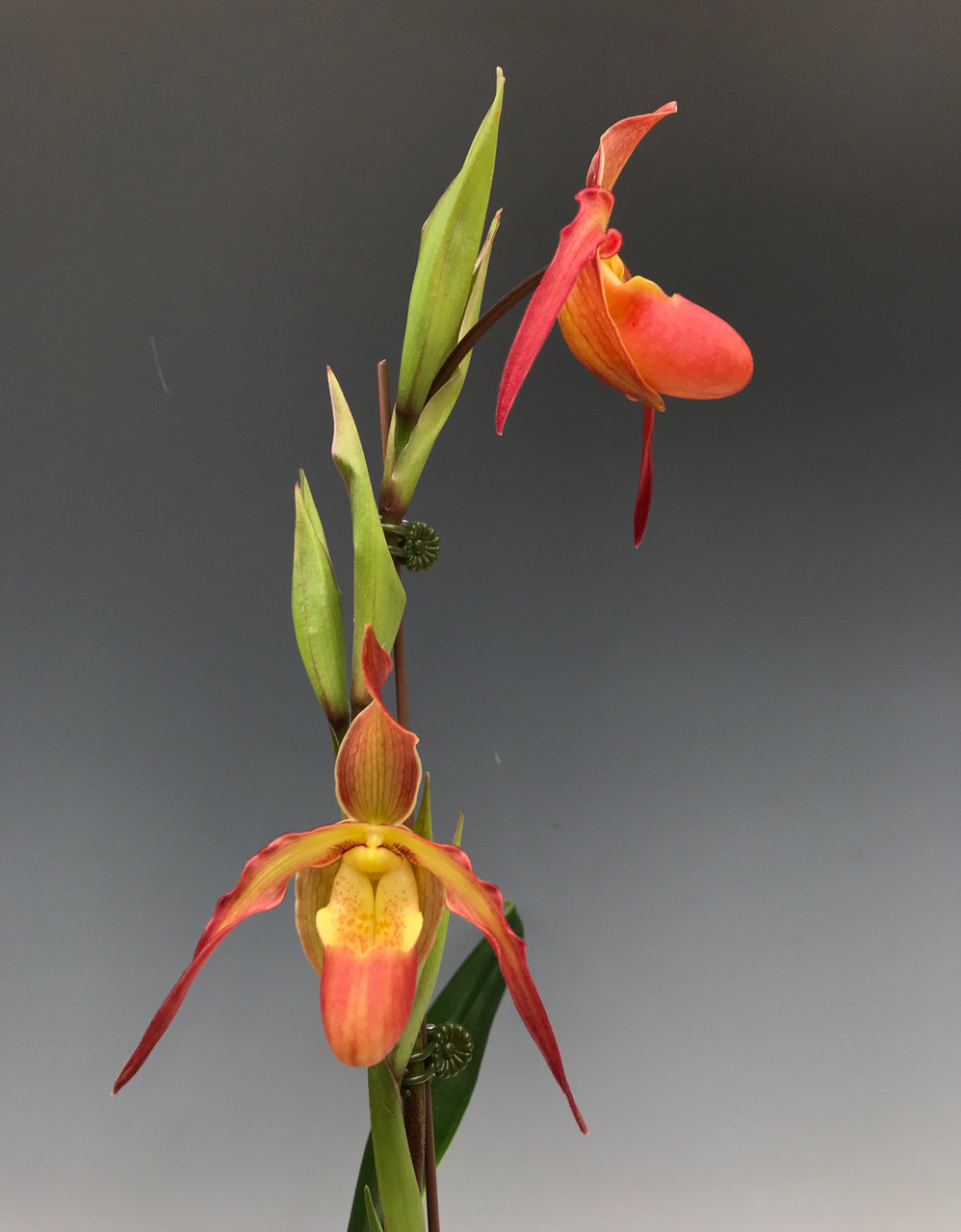 Phrag. QF Malia - OrchidWeb