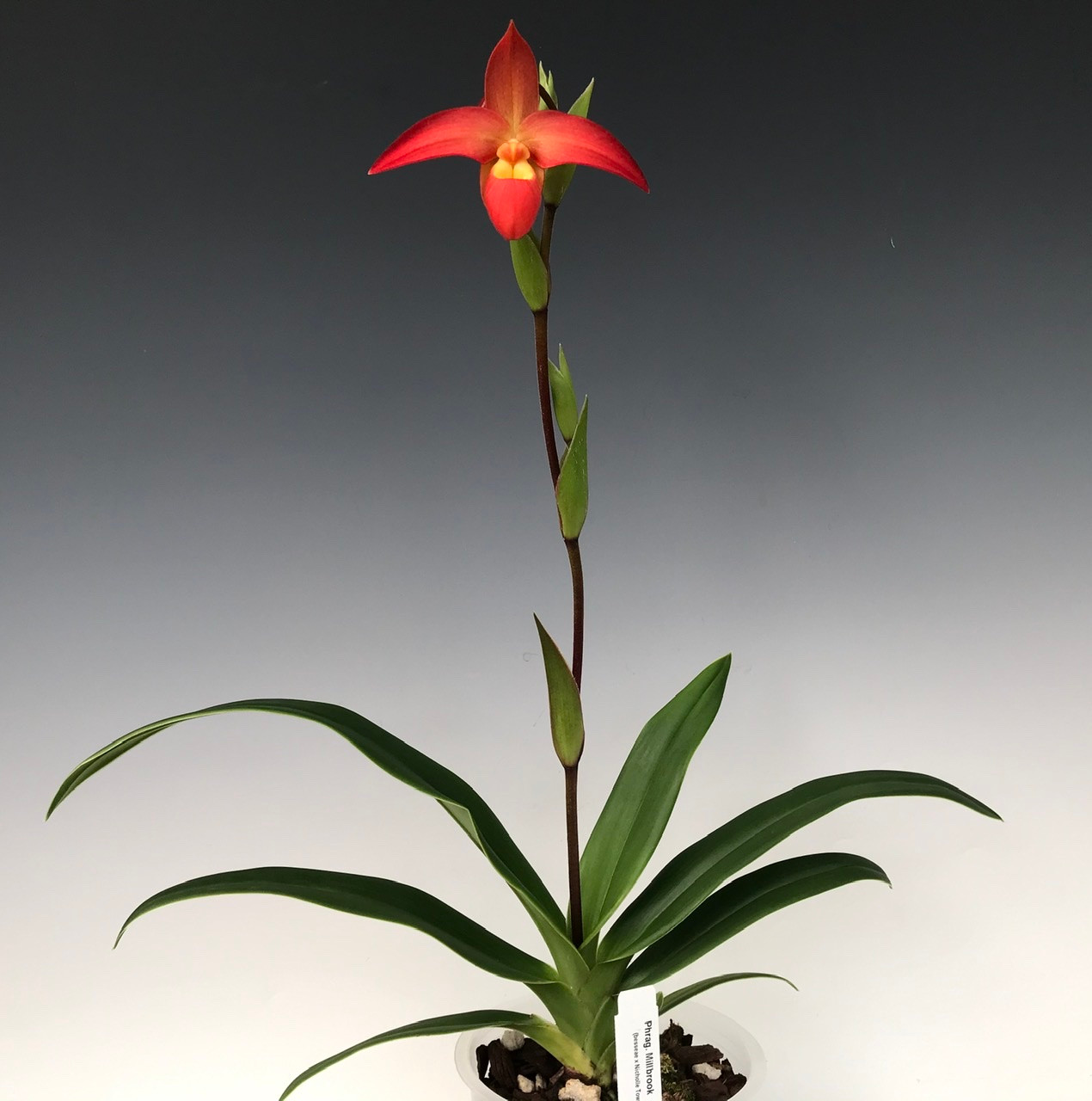 Phrag. Millbrook (Nicholle Tower x besseae) - OrchidWeb