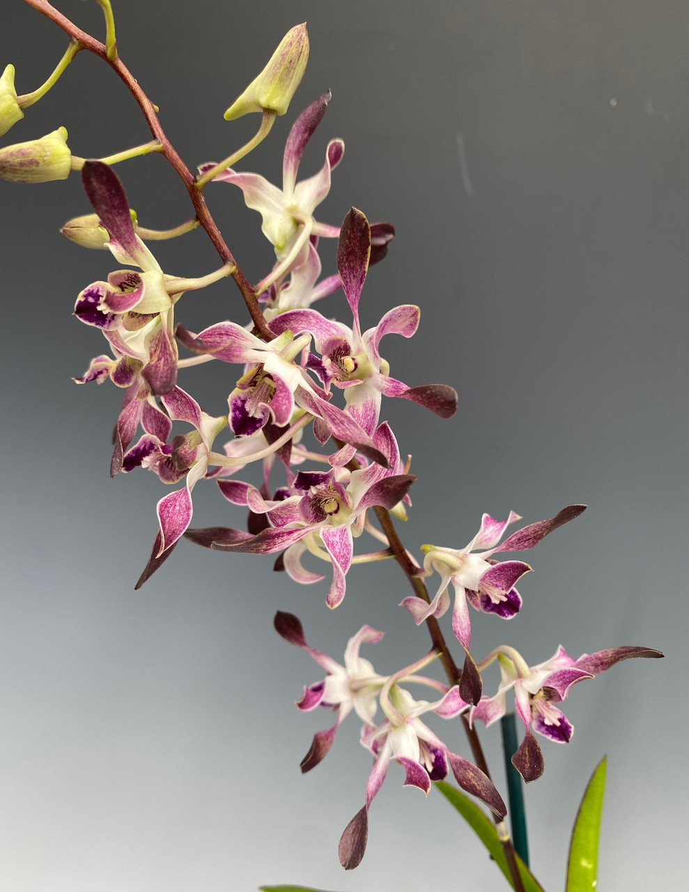 Dendrobium Blue Seas (Blue Twinkle x antennatum) - OrchidWeb