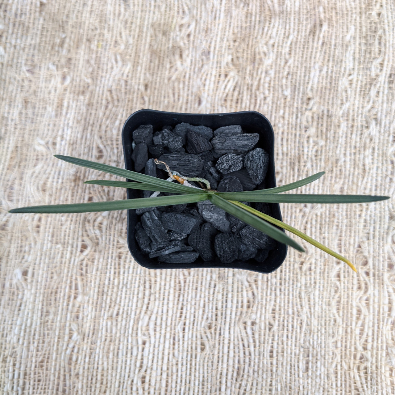 Angraecum Pseudofilicornu Orchidweb