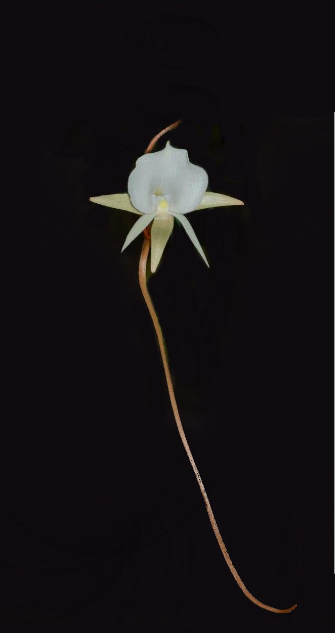 Angraecum Pseudofilicornu Orchidweb