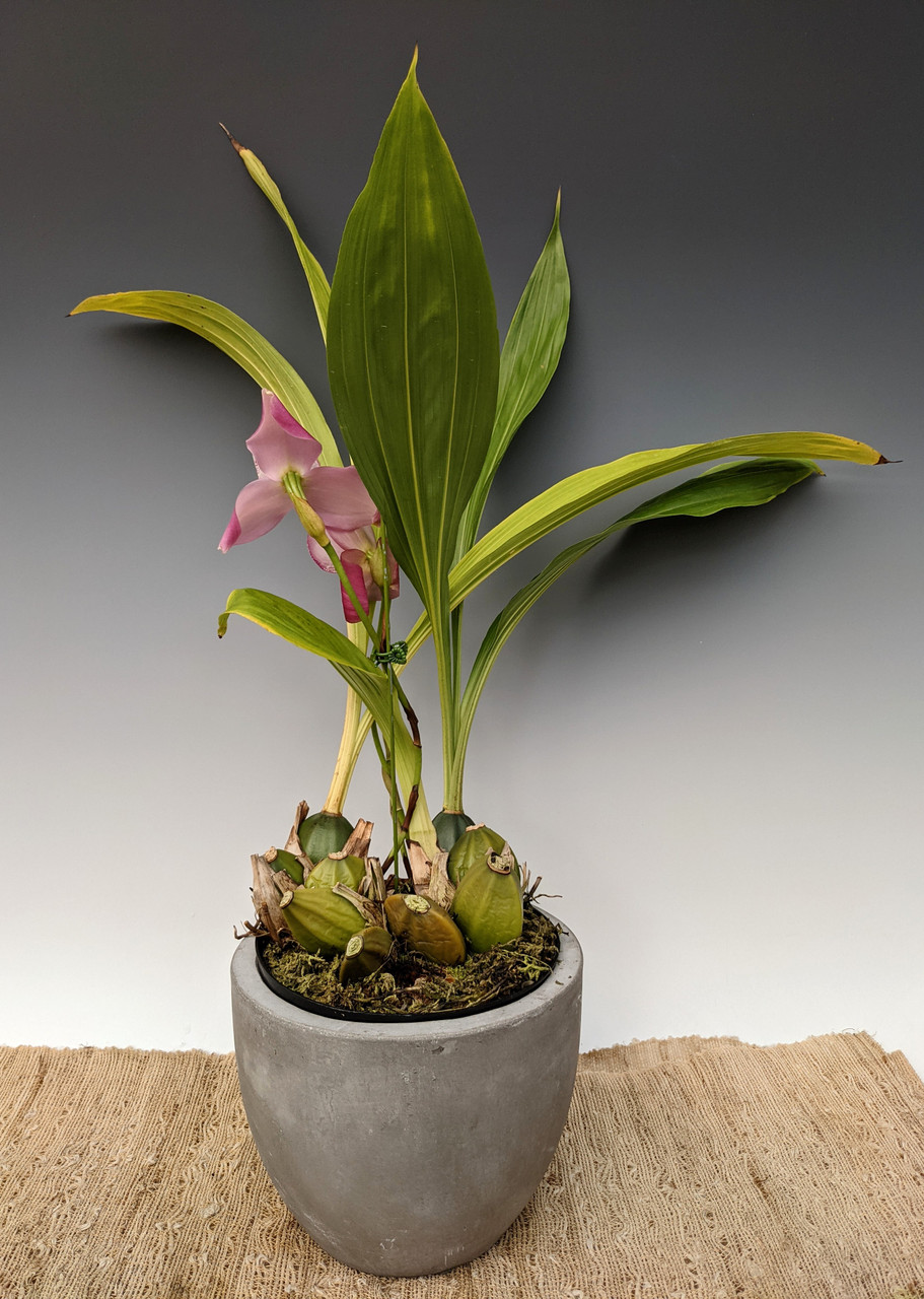 Lycaste Shonan Harmony x Lycaste Auburn 'Red' - Individual Listing A10 ...