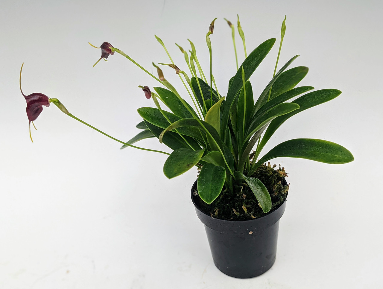 Masdevallia Othello (collina x infracta) - OrchidWeb