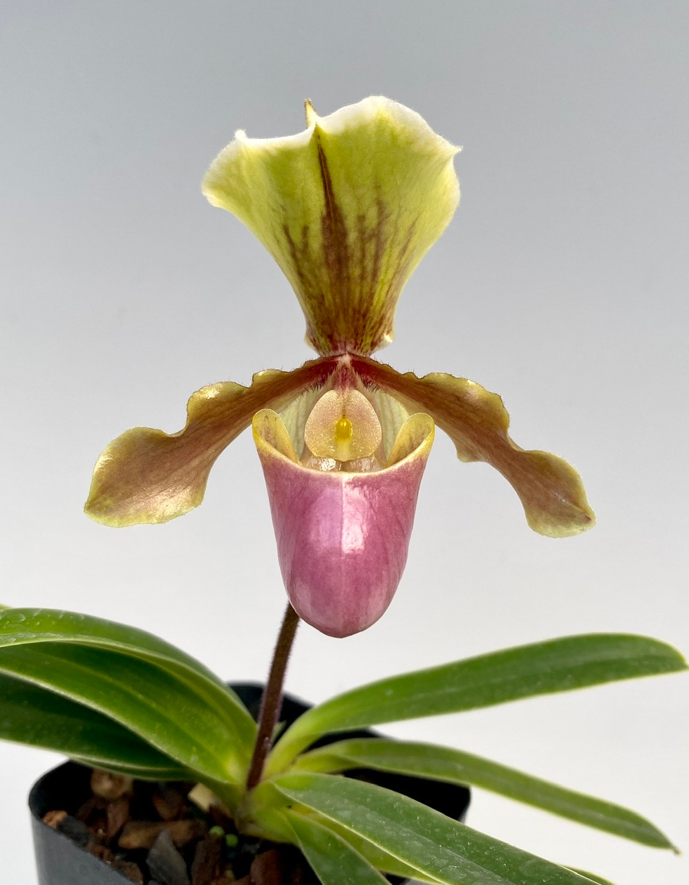 Paph Kobold Star Dolls Kobold X Wössner Ministar Orchidweb