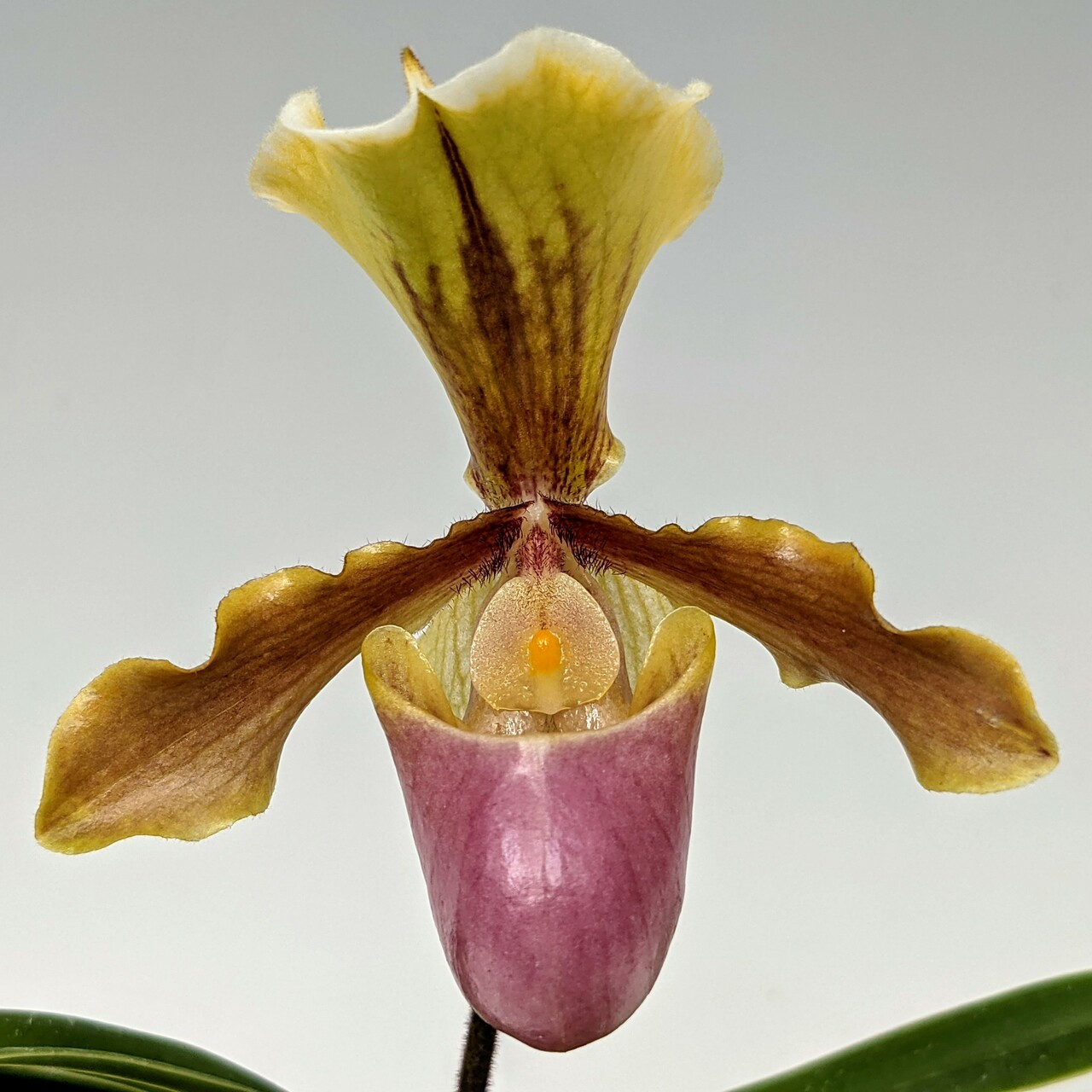 Paph Kobold Star Dolls Kobold X Wössner Ministar Orchidweb